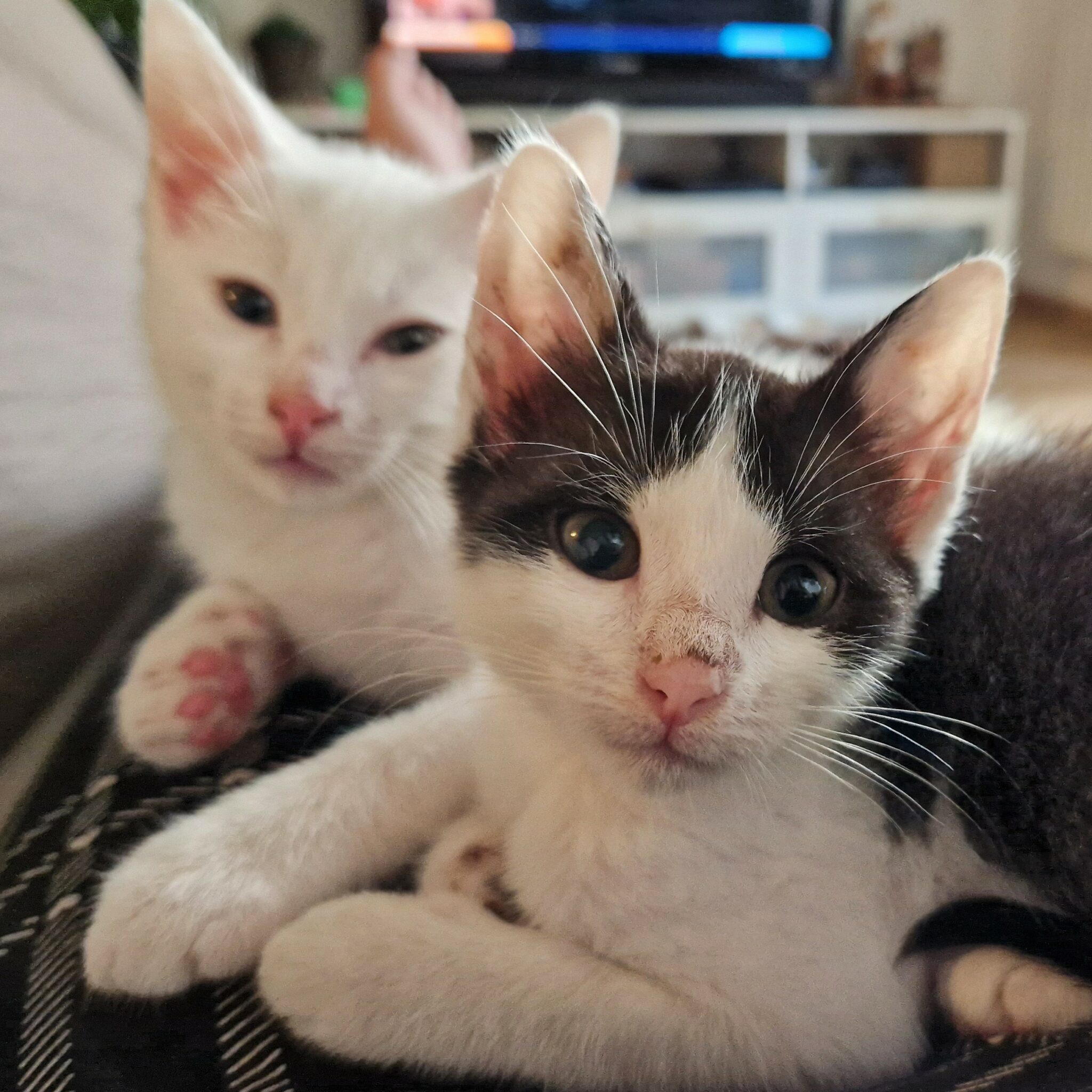 Chats SPA Loire Atlantique - Tous les chats - SPA de Loire Atlantique