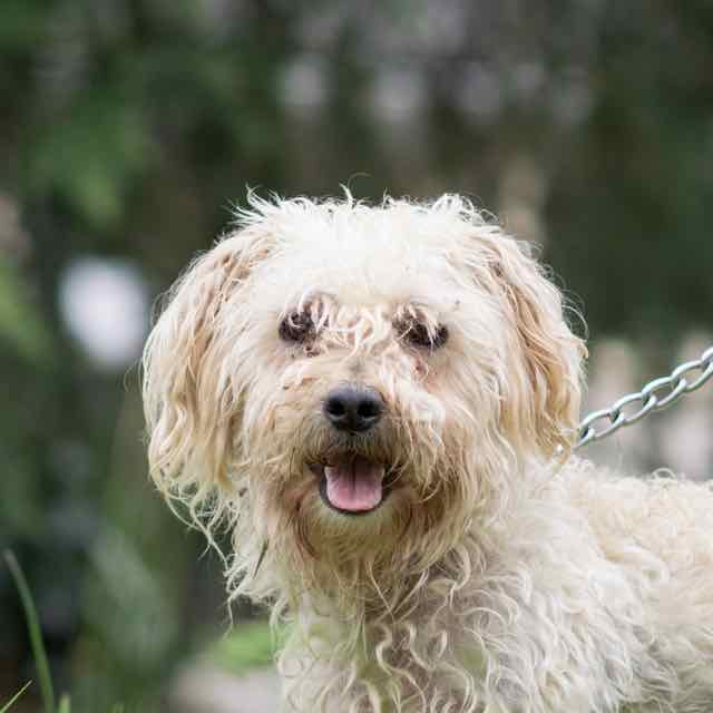 Nos chiens à l'adoption - Tous les chiens - SPA de Loire Atlantique