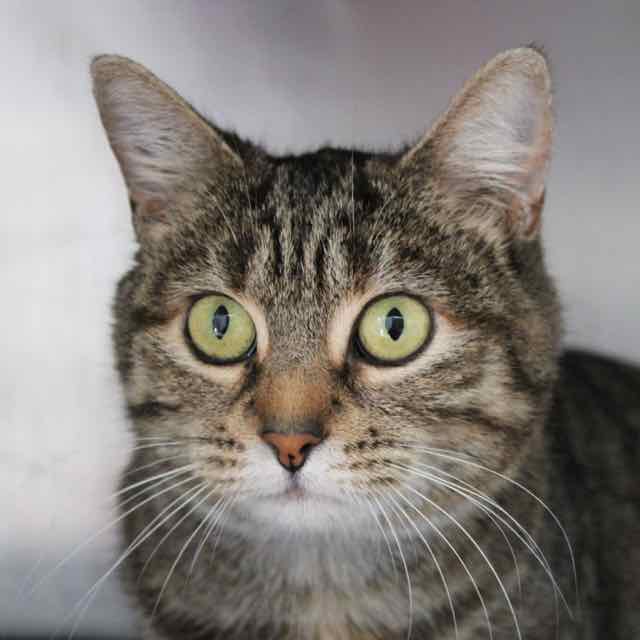 Chats SPA Loire Atlantique - Tous les chats - SPA de Loire Atlantique