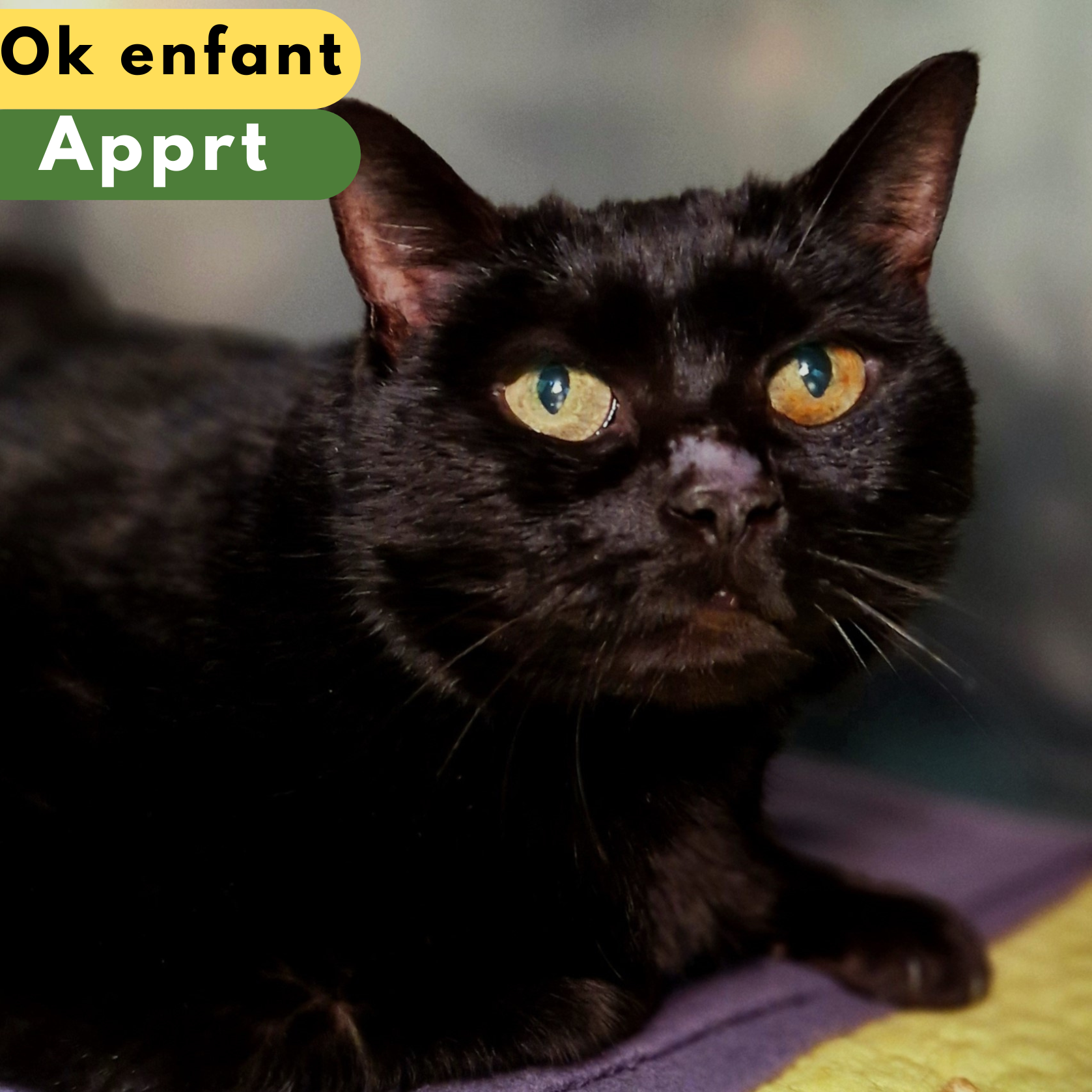 Nos pensionnaires attendent leur famille-Moby Dick - SPA de Loire ...