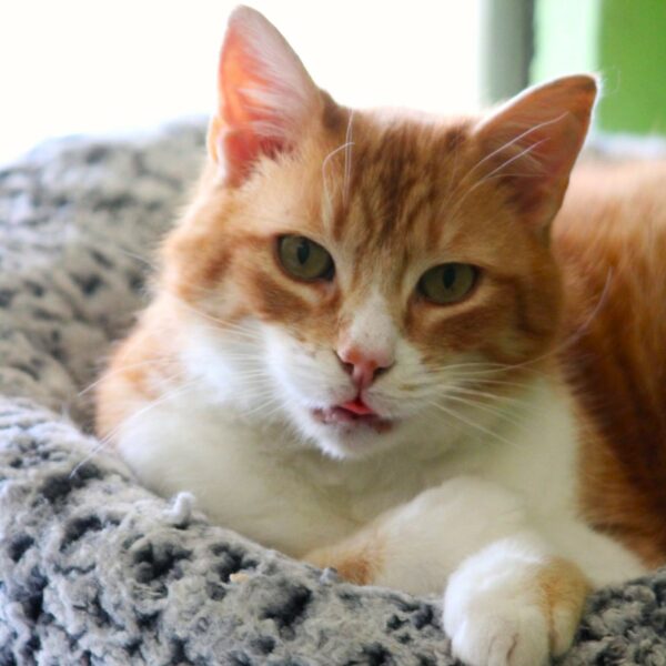 Chats SPA Loire Atlantique - Tous les chats - SPA de Loire Atlantique