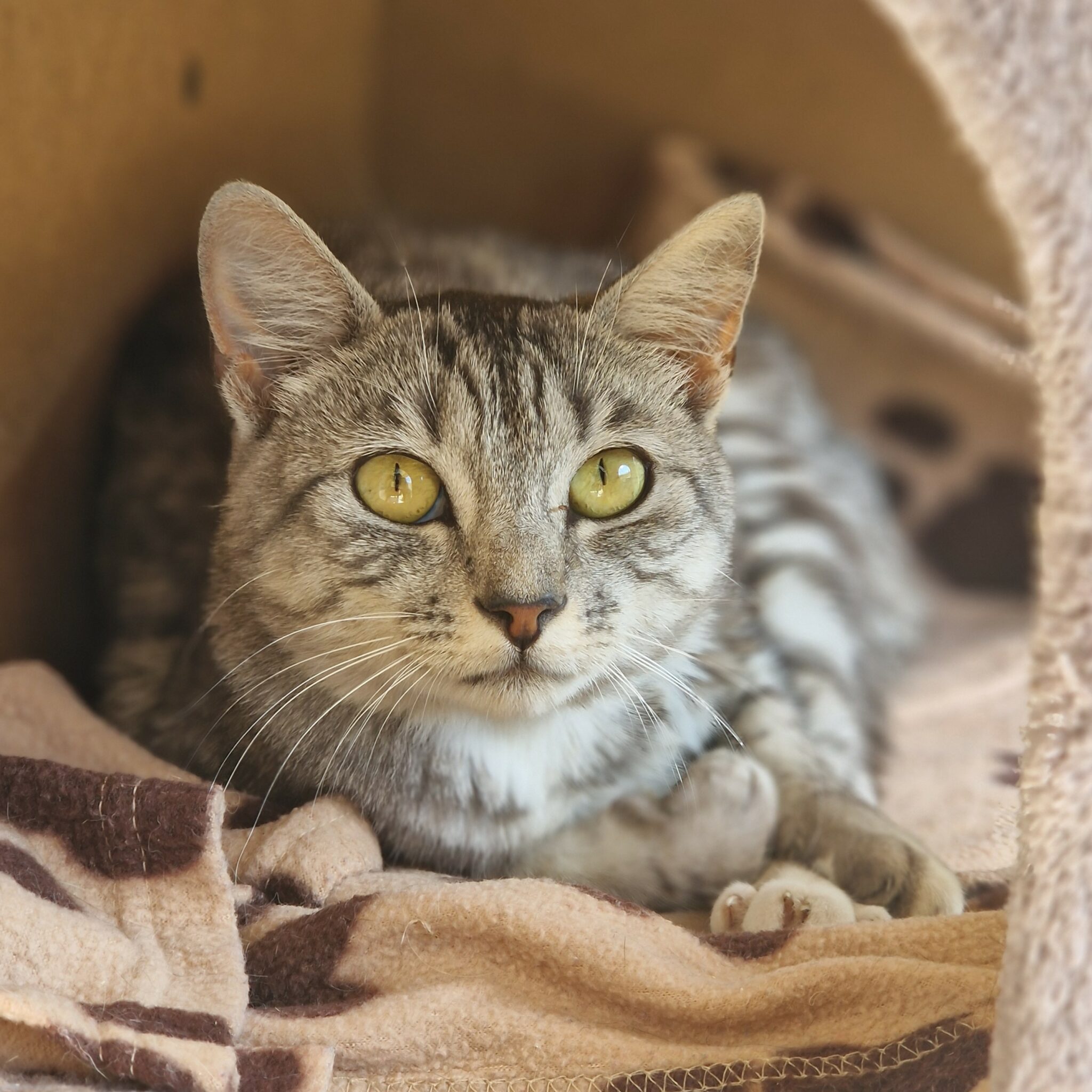 Nos pensionnaires attendent leur famille-Alona - SPA de Loire Atlantique