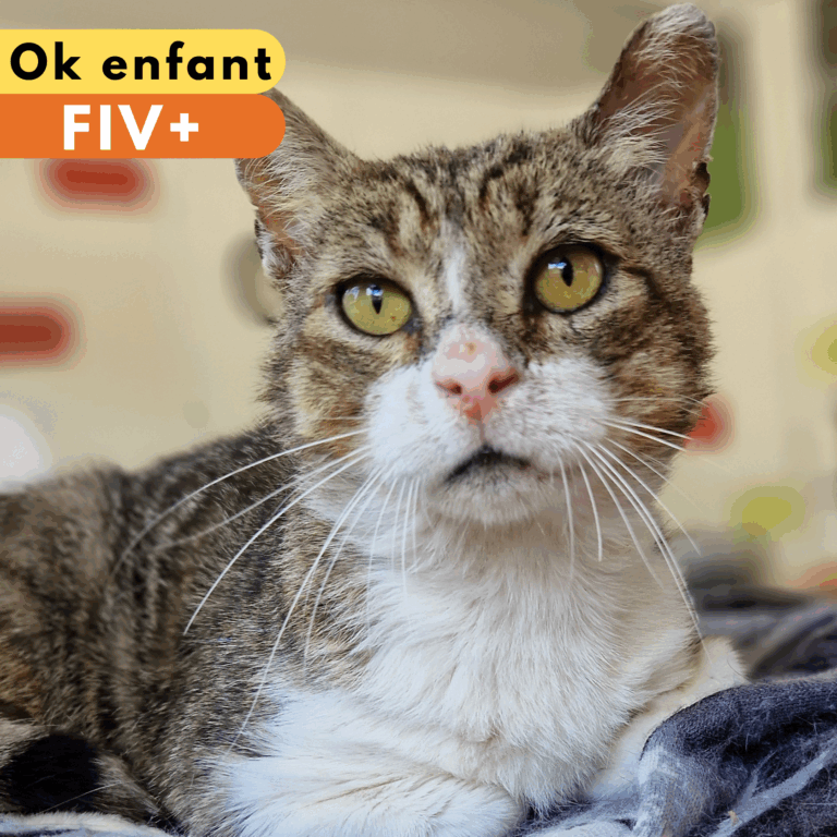 Chats SPA Loire Atlantique - Tous les chats - SPA de Loire Atlantique