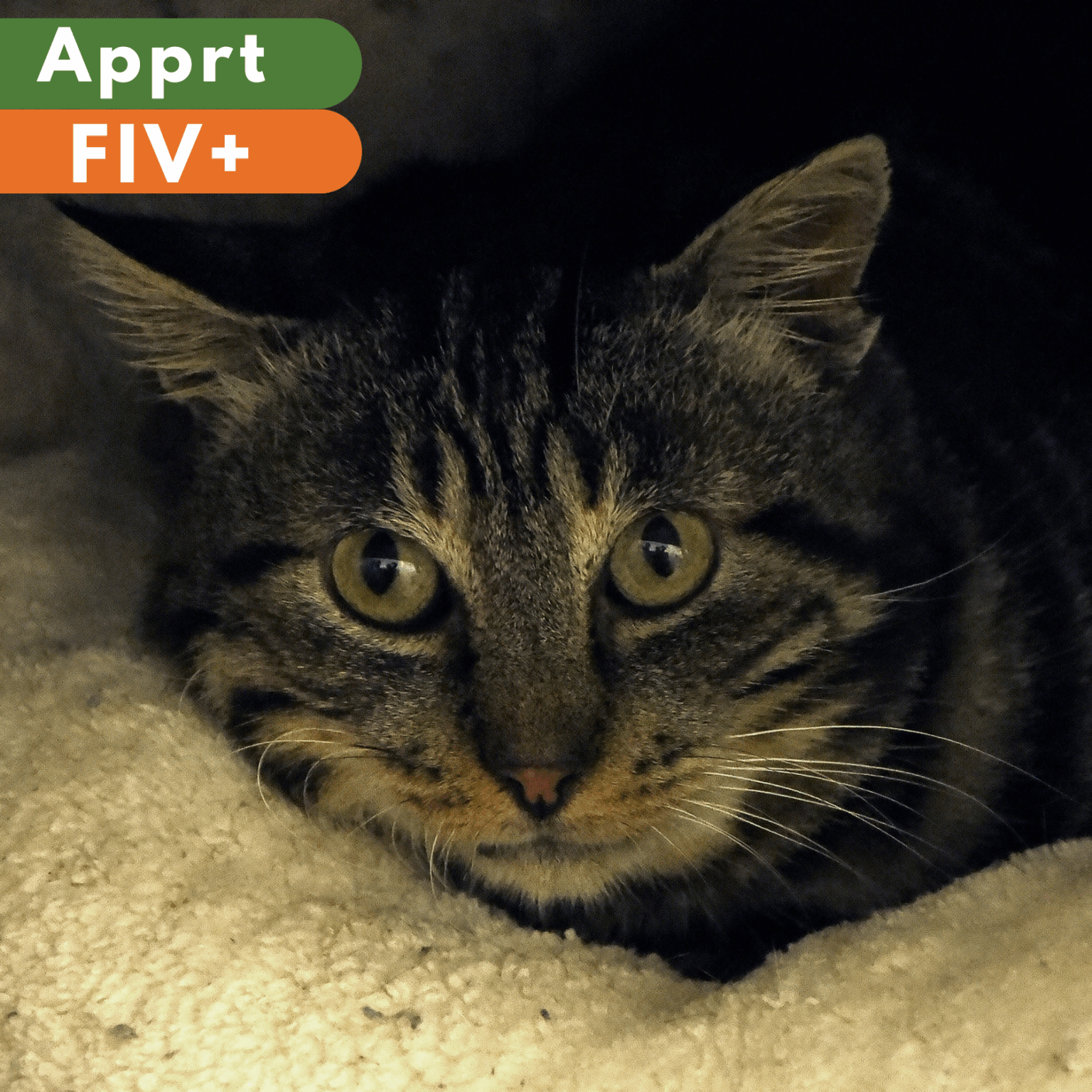 Chats SPA Loire Atlantique - Tous les chats - SPA de Loire Atlantique