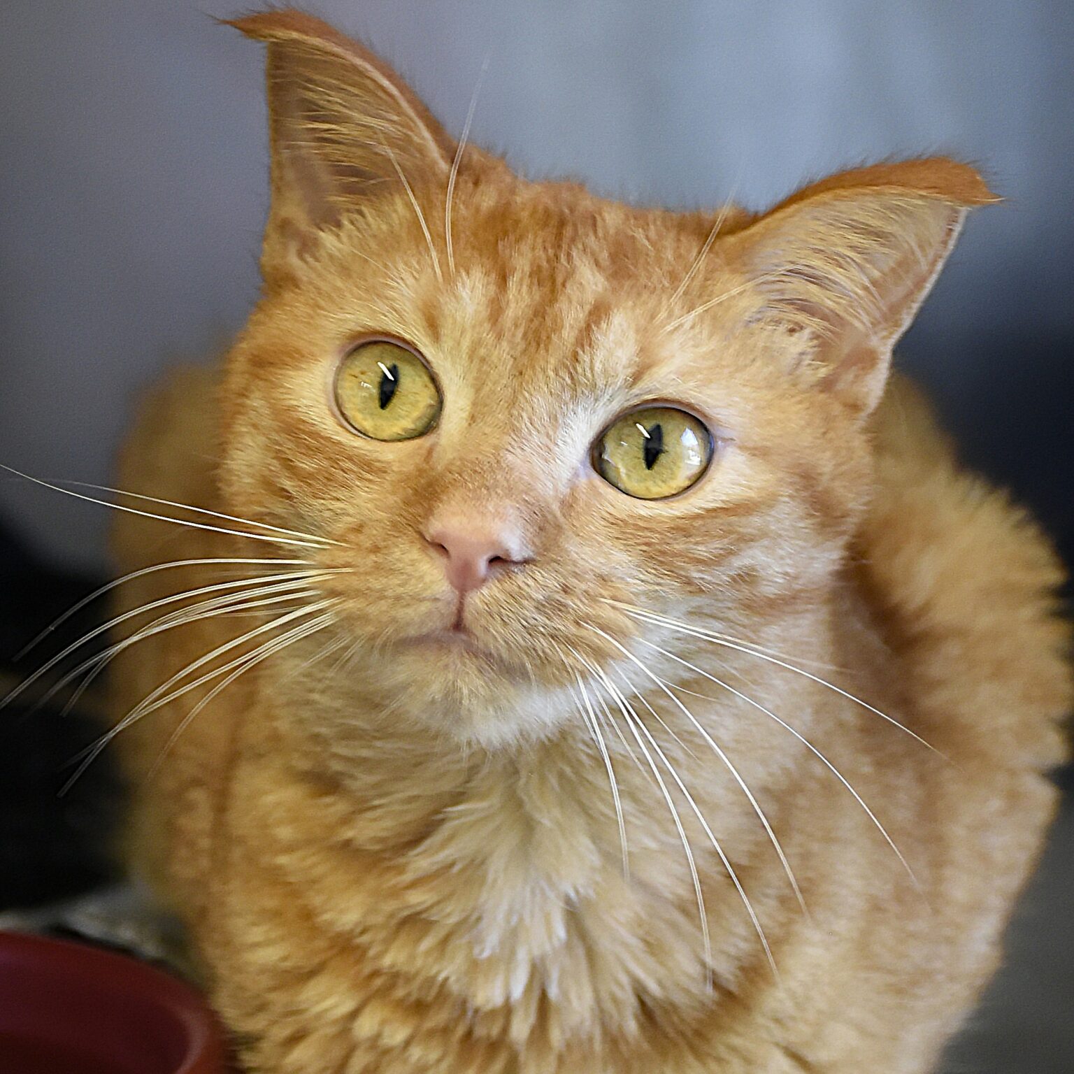 Chats SPA Loire Atlantique - Tous les chats - SPA de Loire Atlantique