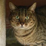 Chats SPA Loire Atlantique - Tous les chats - SPA de Loire Atlantique