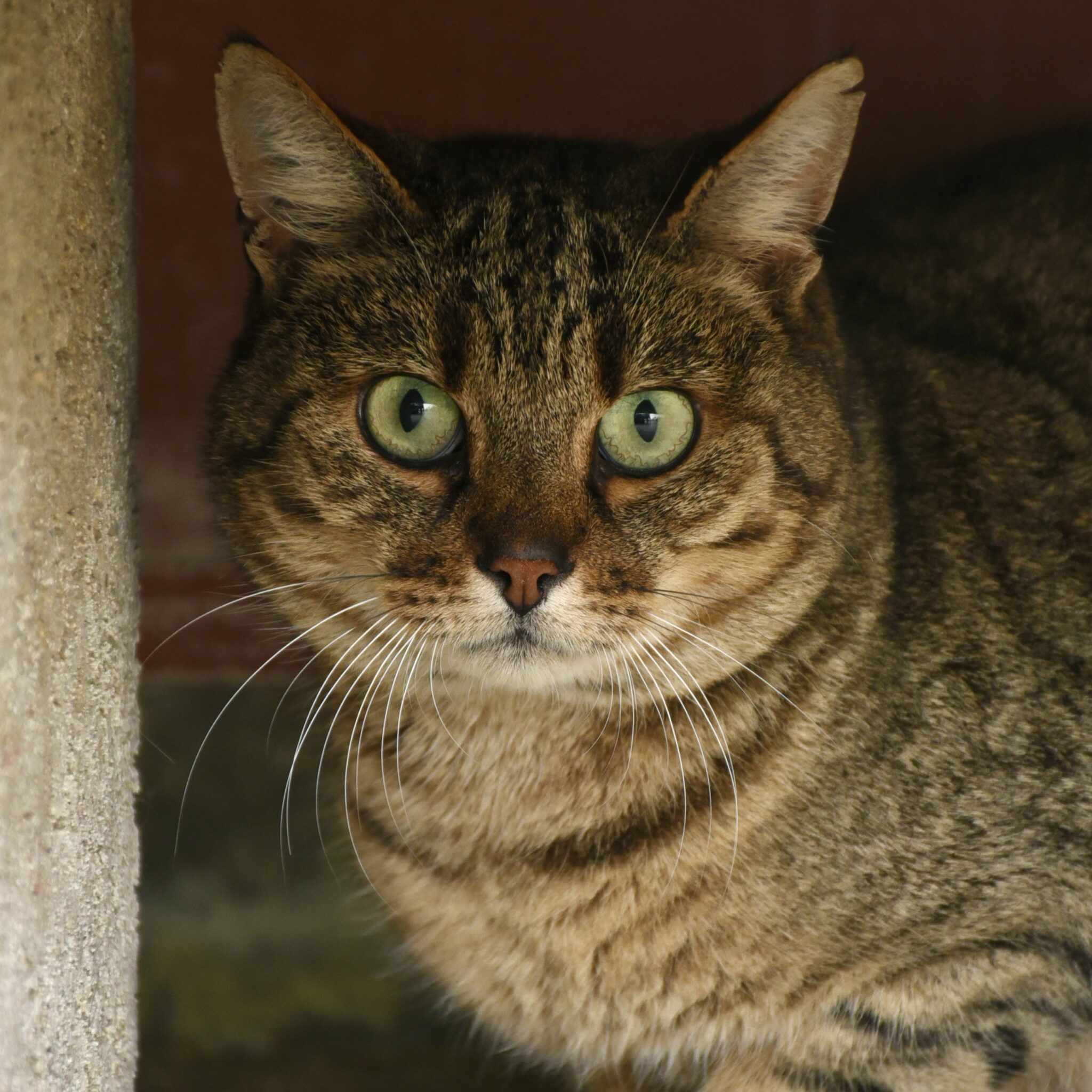 Chats SPA Loire Atlantique - Tous les chats - SPA de Loire Atlantique